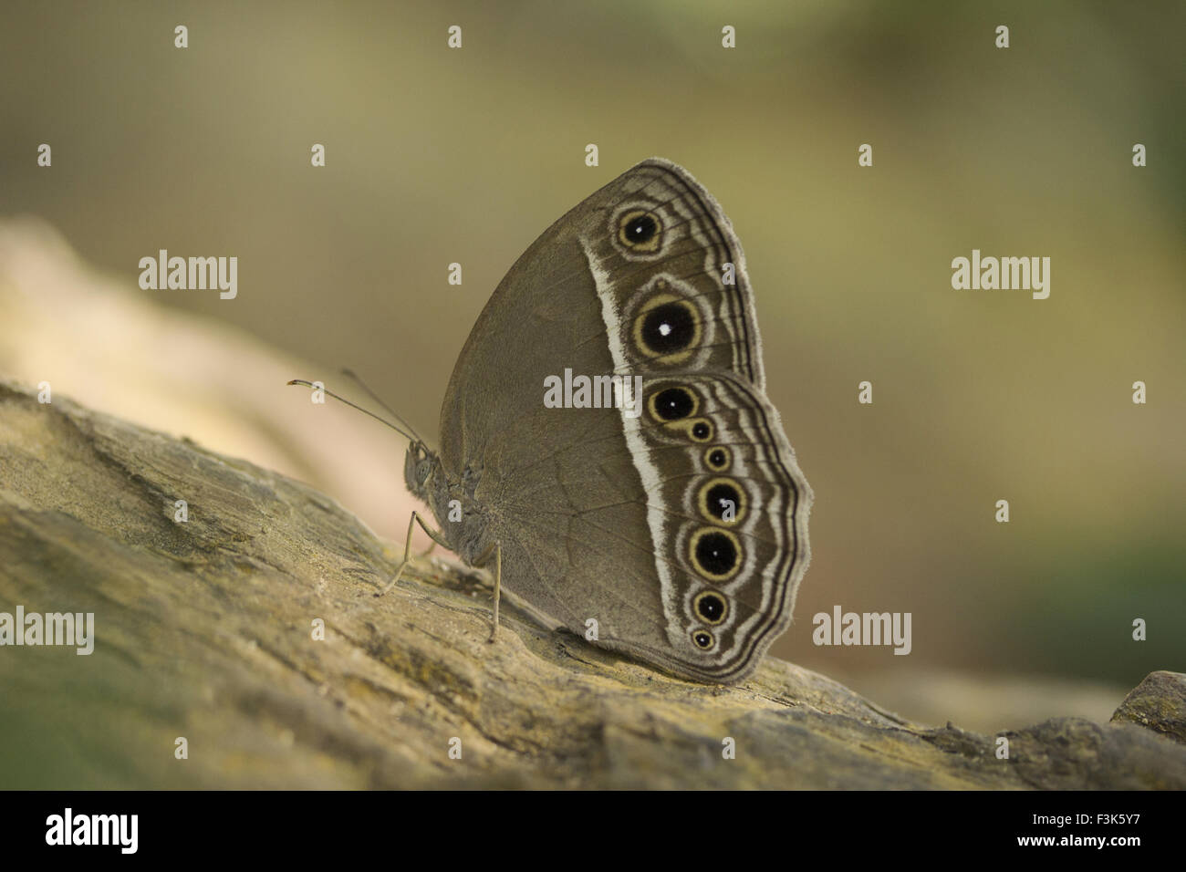 Common bush brown, Mycalesis perseus, Manu,Tripura, India. Nymphalidae ...