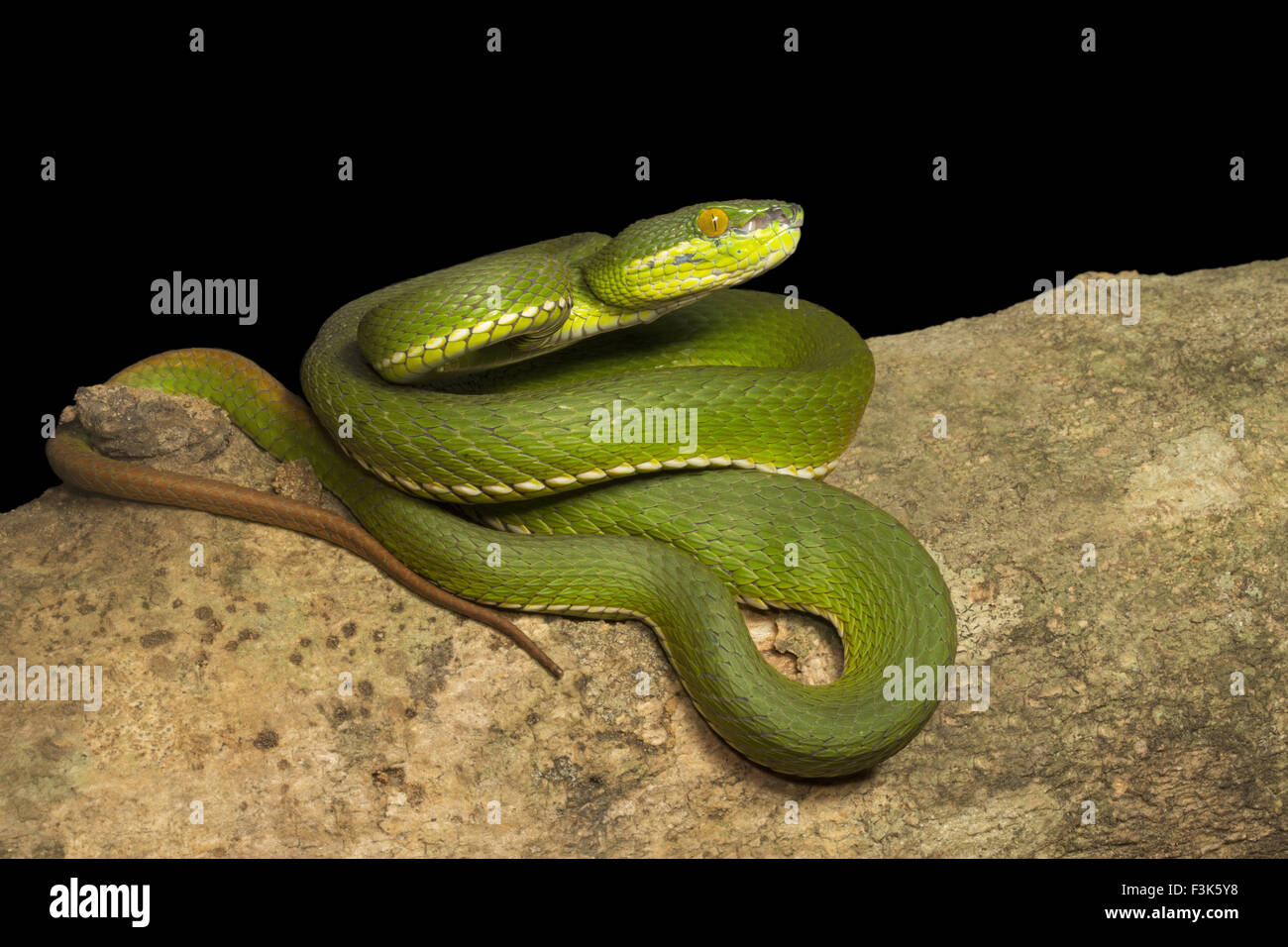 Red tailed pit viper, Trimeresurus erythrurus, Viperidae, Near Gurjee ...