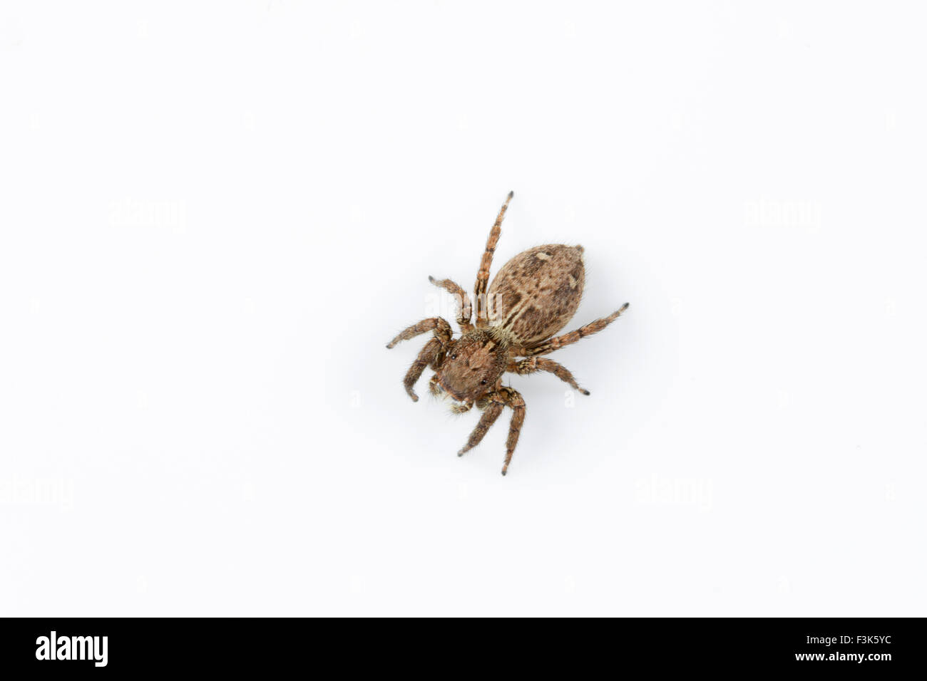 Jumping spider, Plexippus sp, Salticidae, India Stock Photo - Alamy