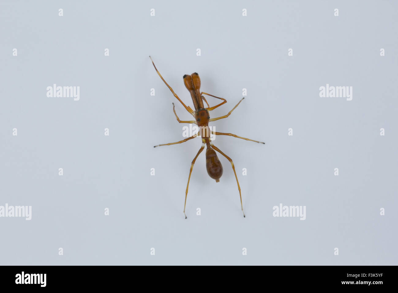 Ant Mimicking Spiders High Resolution Stock Photography and Images - Alamy
