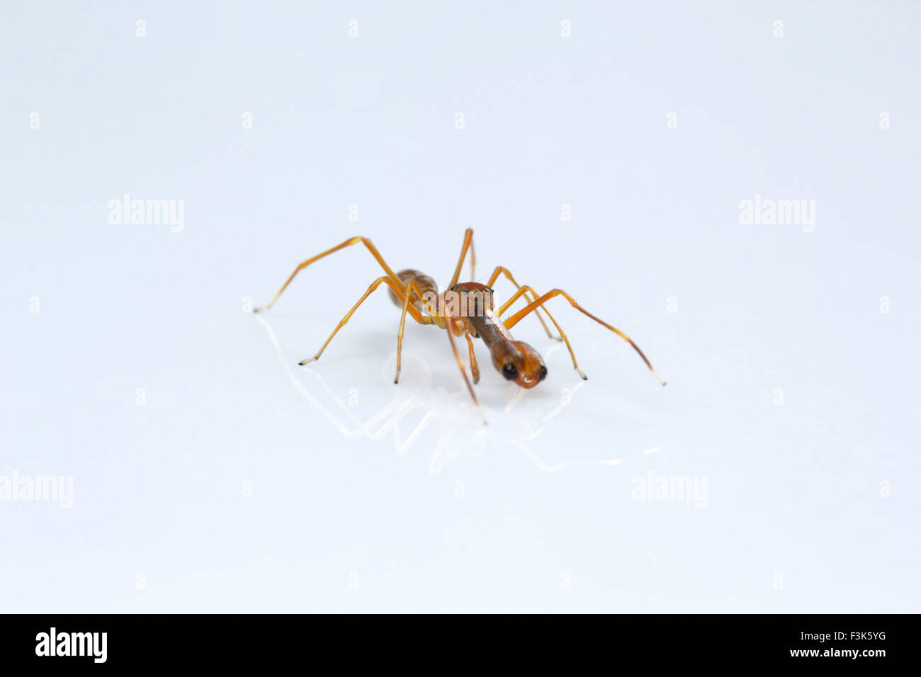 Ant mimicking spider, Myrmarachne sp, Salticidae, Bangalore , India ...