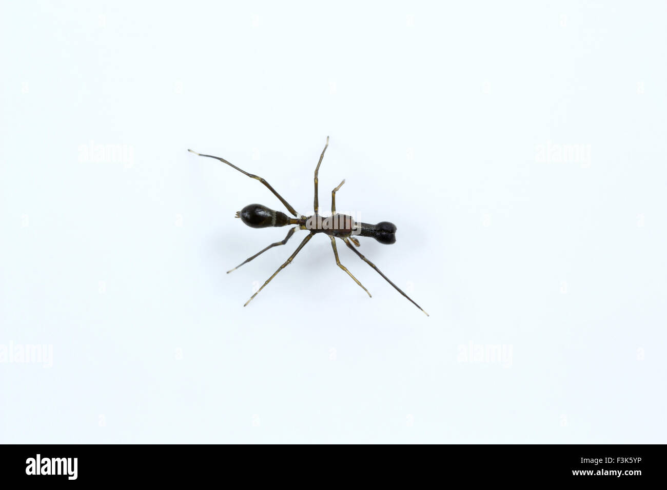 Ant mimicking spider, Myrmarachne sp, Salticidae, Bangalore , India ...