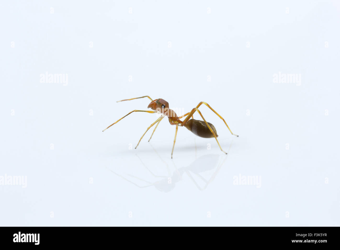 Ant mimicking spider, Myrmarachne sp, Salticidae, Bangalore , India ...