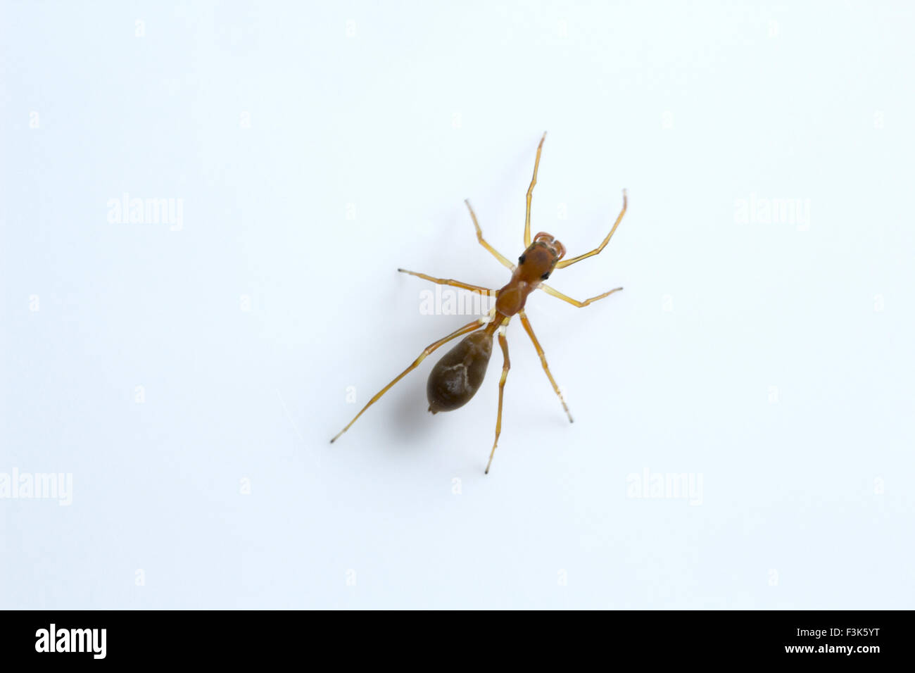 Ant mimicking spider, Myrmarachne sp, Salticidae, Bangalore , India ...