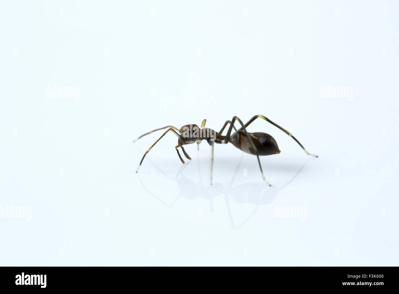 Ant mimicking spider myrmarachne sp hi-res stock photography and images ...