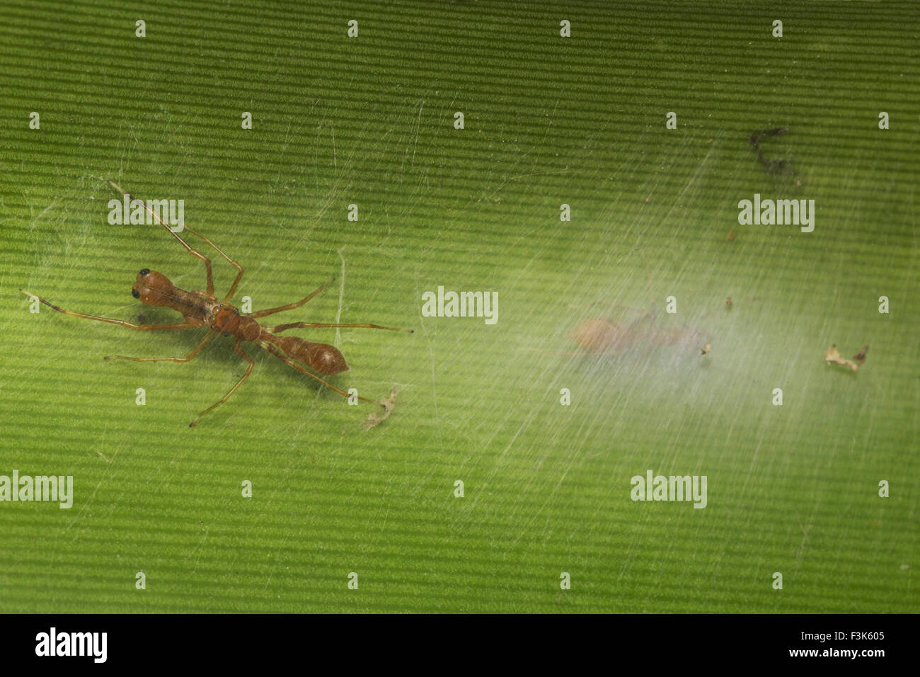 Ant mimicking spider, Myrmarachne sp, Salticidae, Bangalore , India ...