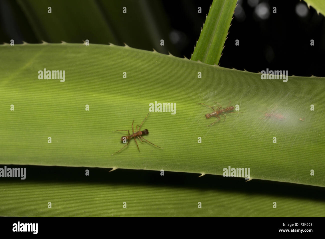 Ant mimicking spider myrmarachne sp hi-res stock photography and images ...