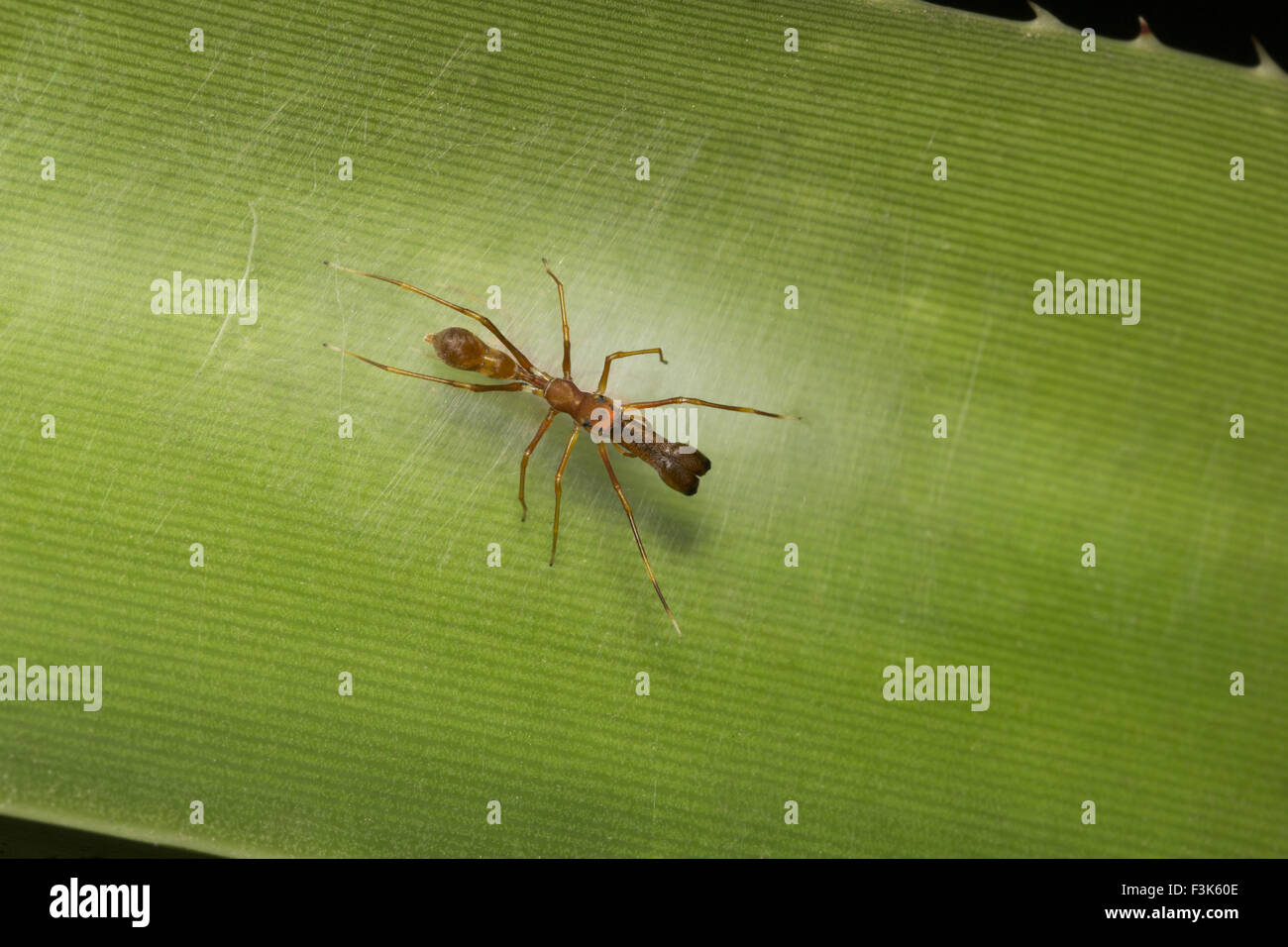 Ant mimicking spider, Myrmarachne sp, Salticidae, Bangalore , India ...