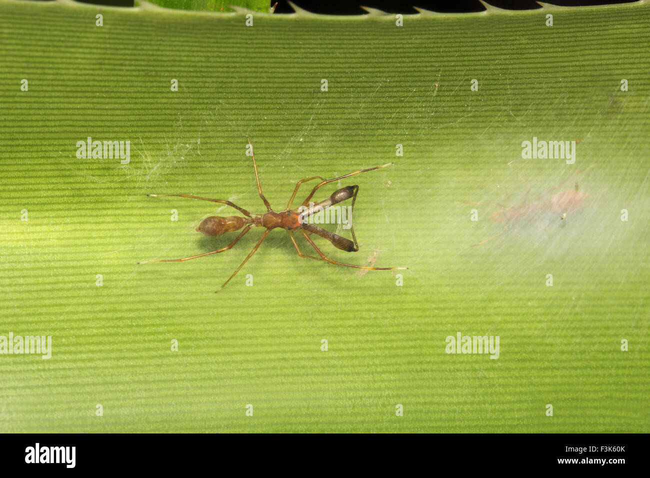 Ant mimicking spider, Myrmarachne sp, Salticidae, Bangalore , India ...