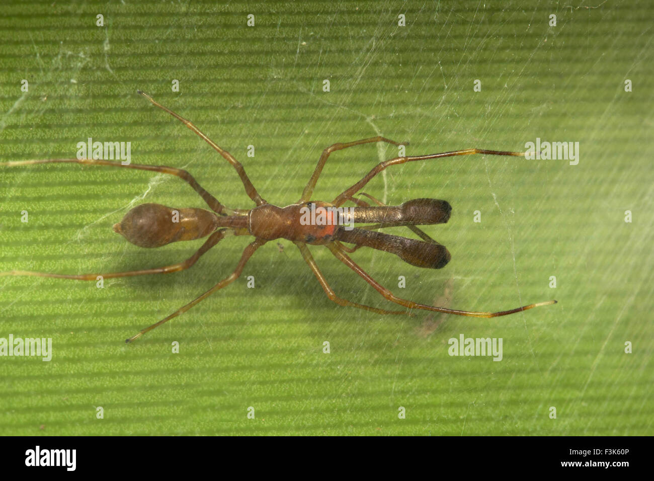 Ant mimicking spider myrmarachne sp hi-res stock photography and images ...