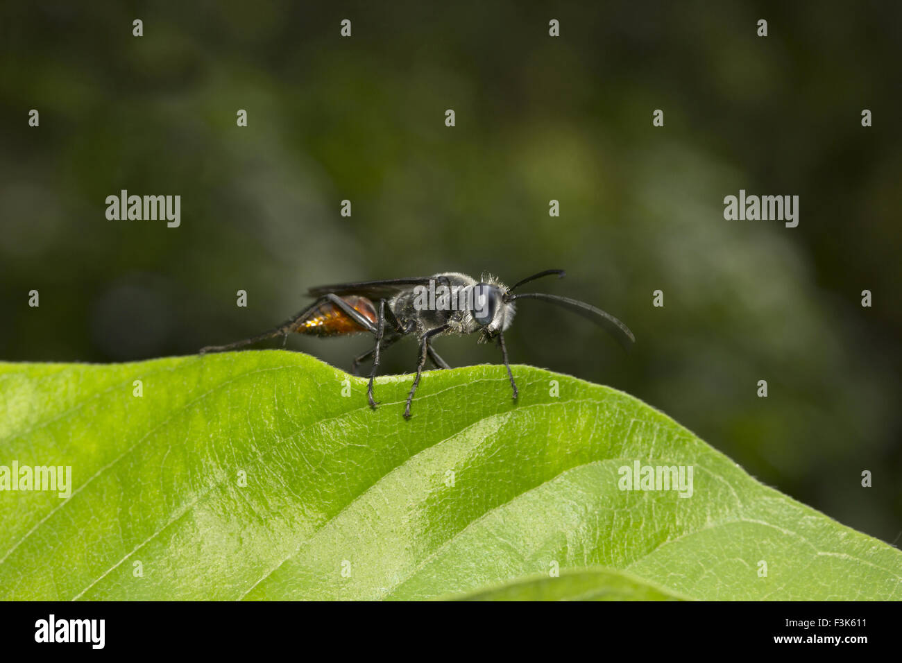 Wasp, Sphecidae, Bangalore , India Stock Photo - Alamy