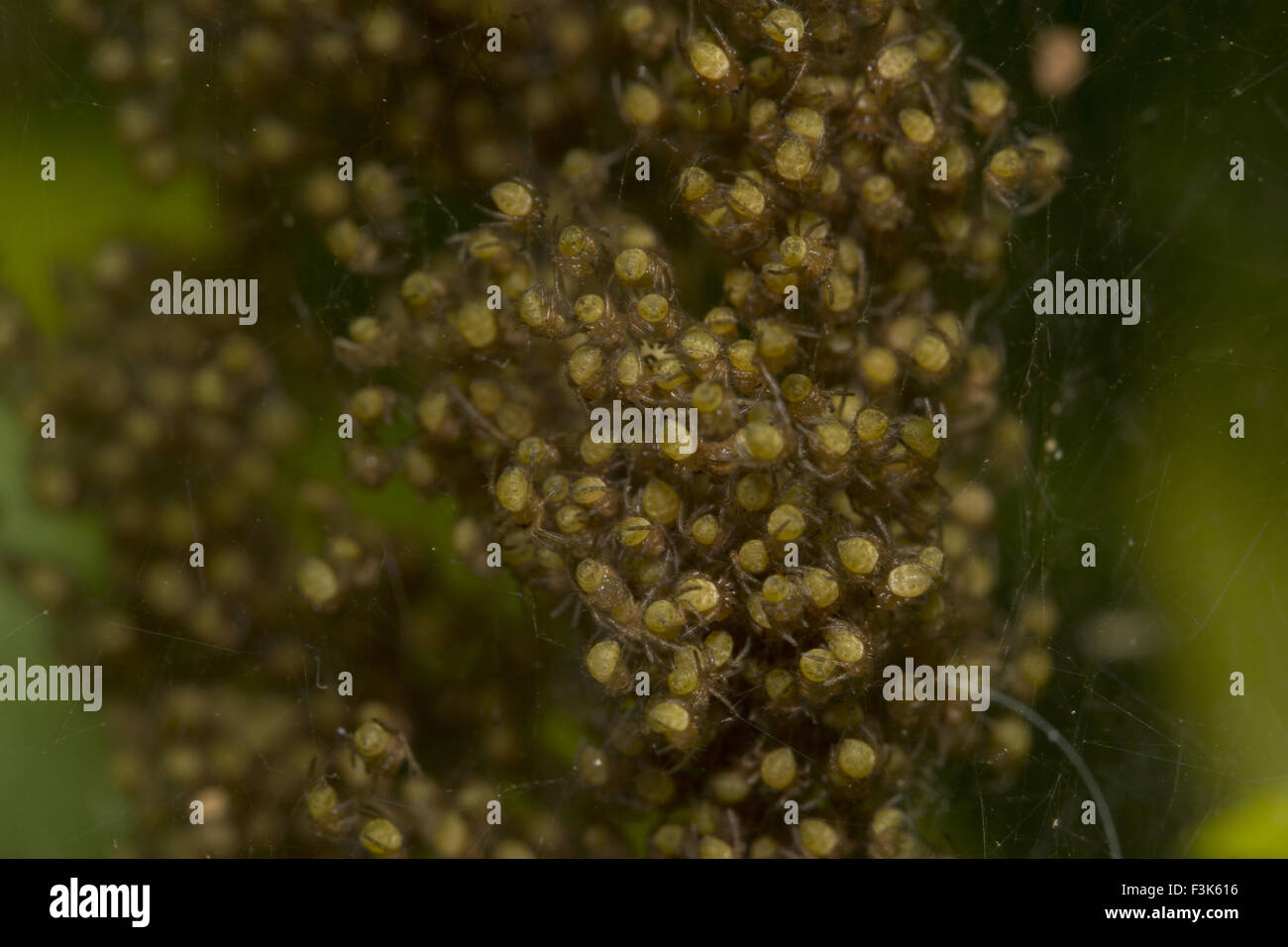 Spiderlings High Resolution Stock Photography and Images - Alamy