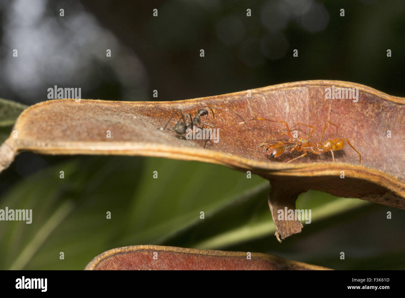 Ant mimic spider and ant mimic bug, Myrmarachne sp, Salticidae ...