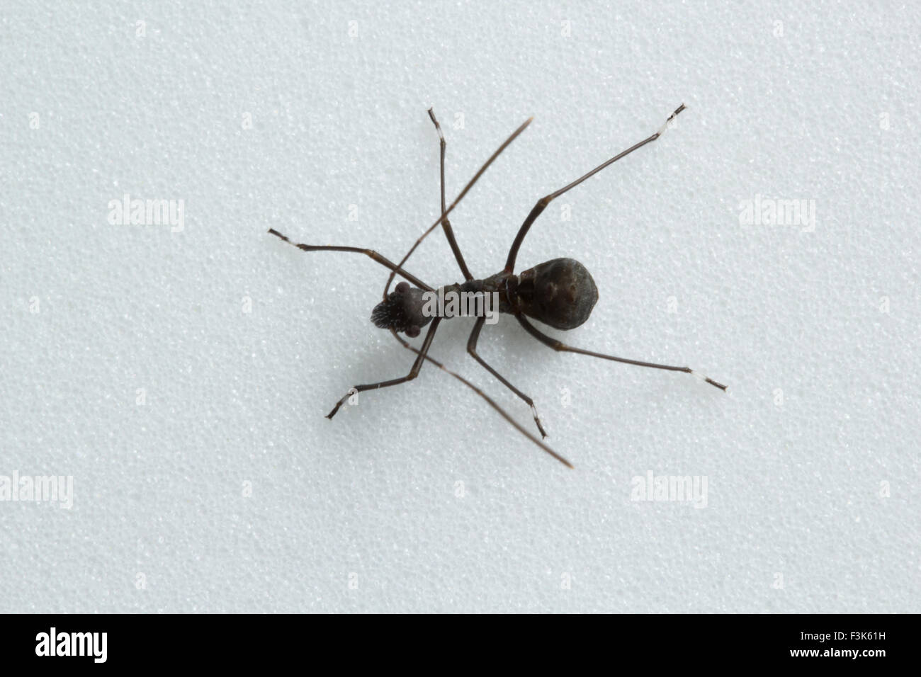 Ant mimic bug, Bangalore , India Stock Photo - Alamy