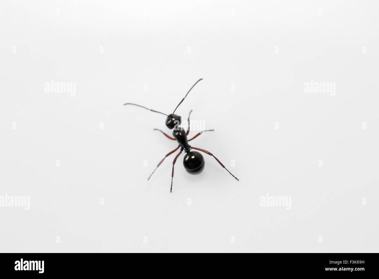 Ant, Bangalore , India Stock Photo - Alamy
