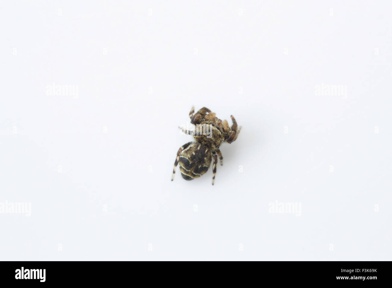 Jumping spider, Salticidae, Bangalore , India Stock Photo - Alamy