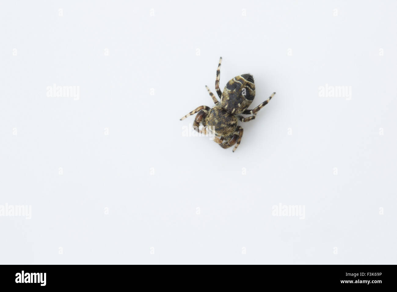 Jumping spider, Salticidae, Bangalore , India Stock Photo - Alamy