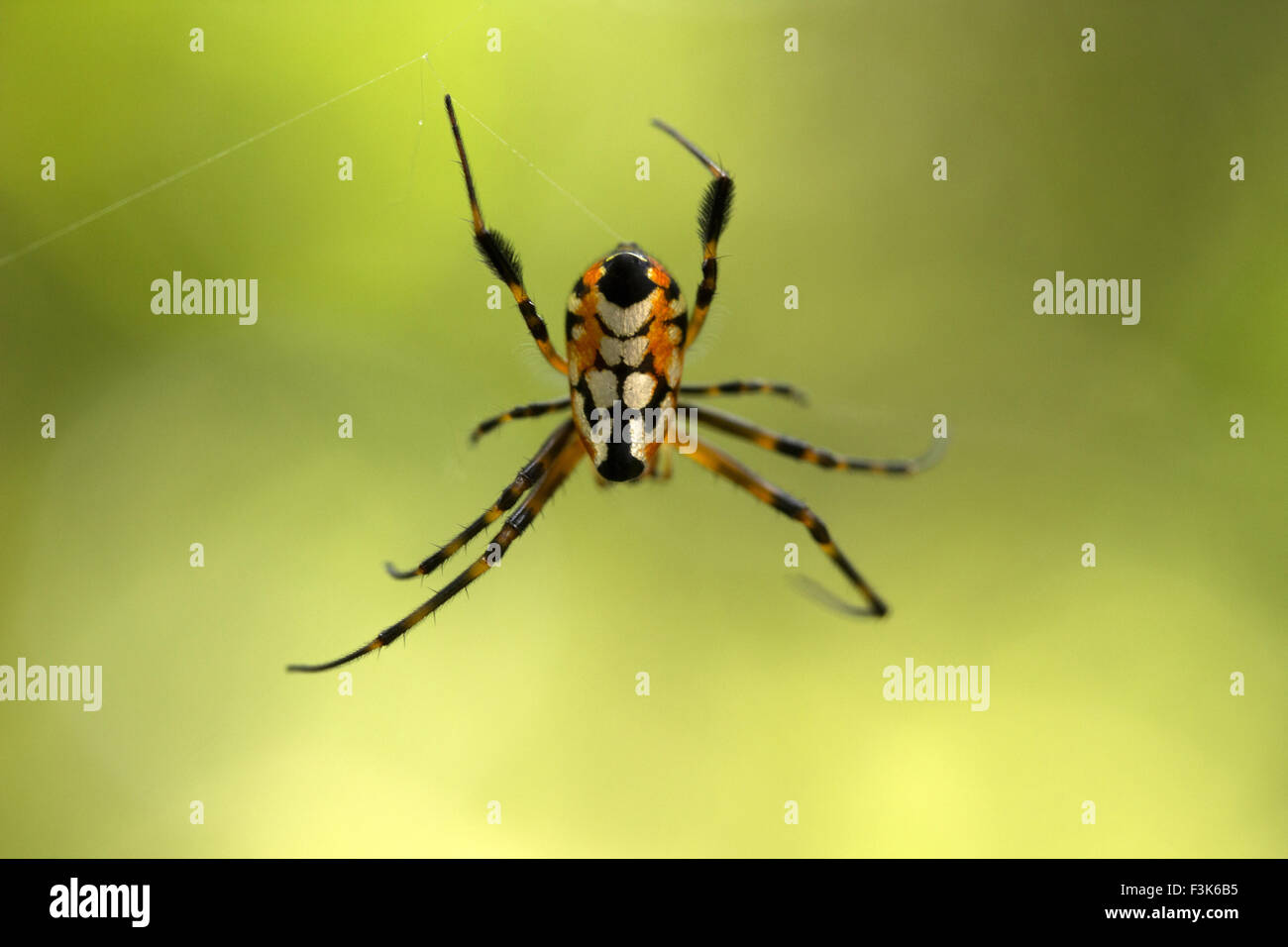 Pear shaped leucauge spider, Opadometa sp, Tetragnathidae, Trishna ...