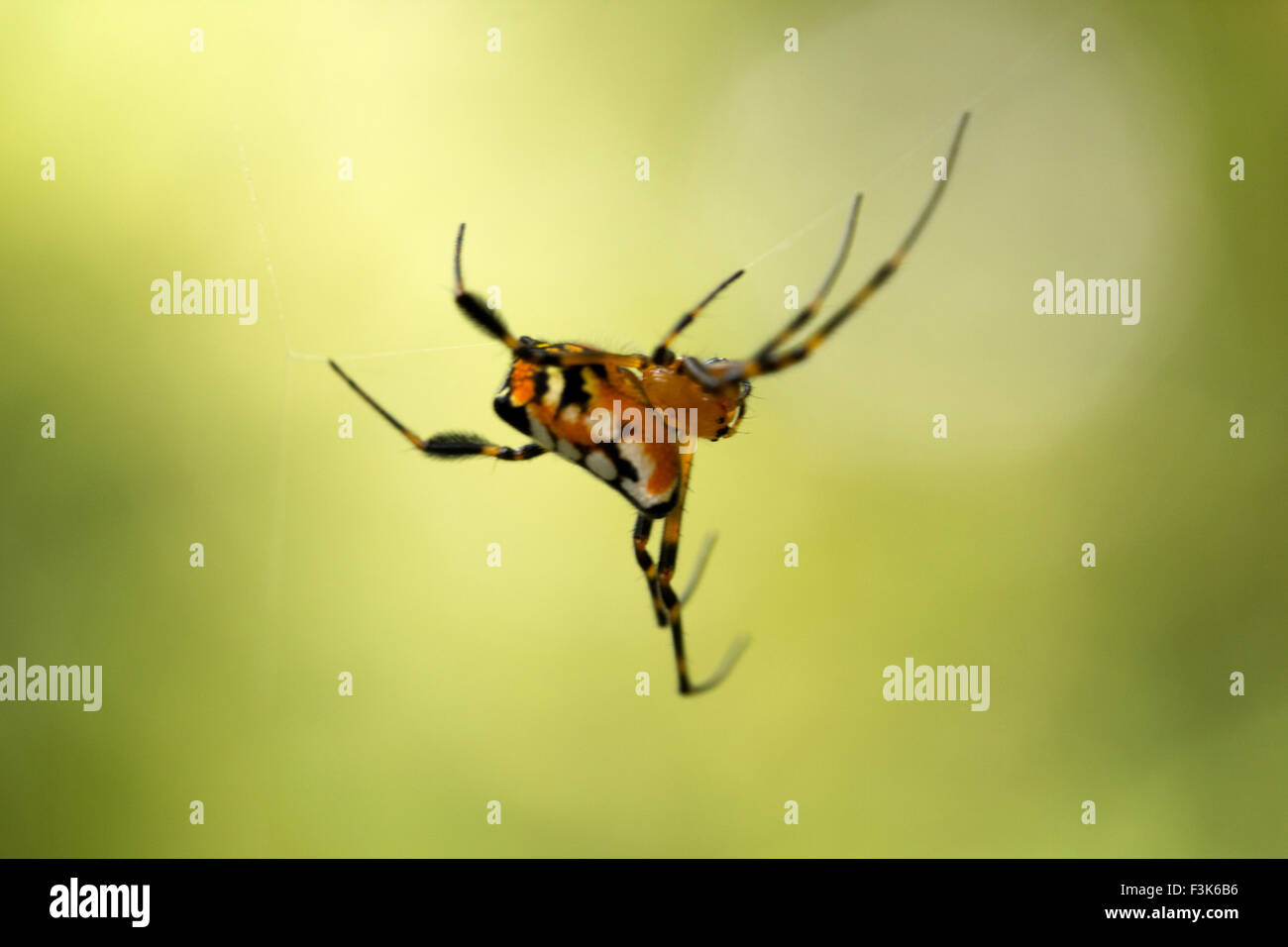 Pear shaped leucauge spider, Opadometa sp, Tetragnathidae, Trishna ...