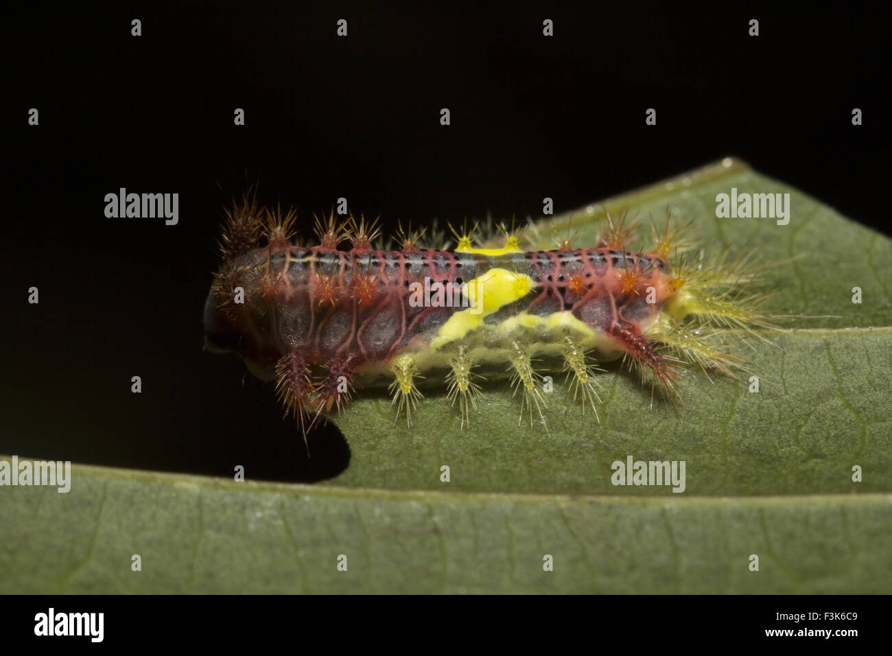 Stinging Nettle Slug Caterpillar, Cup Moth, Setora baibarana ...