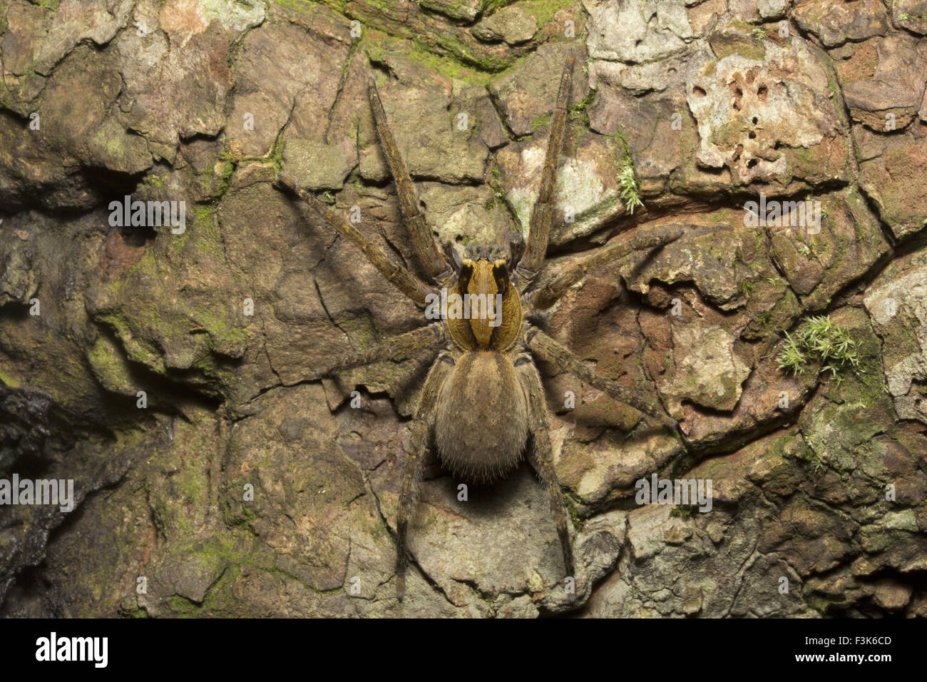 Wandering spider, Ctenus sp, Ctenidae, Trishna, Tripura , India Stock ...
