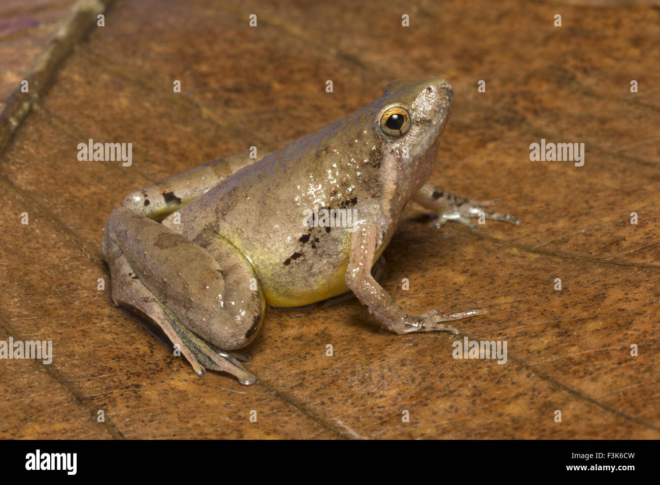 Frog, Microhyla sp, Microhylidae, Trishna, Tripura , India Stock Photo ...