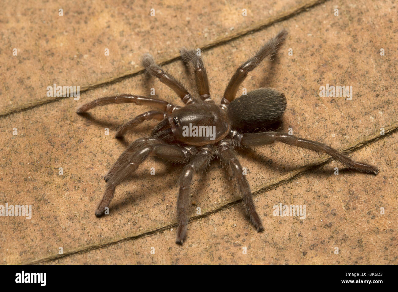 Spider, Theraphosidae, Trishna, Tripura , India Stock Photo - Alamy
