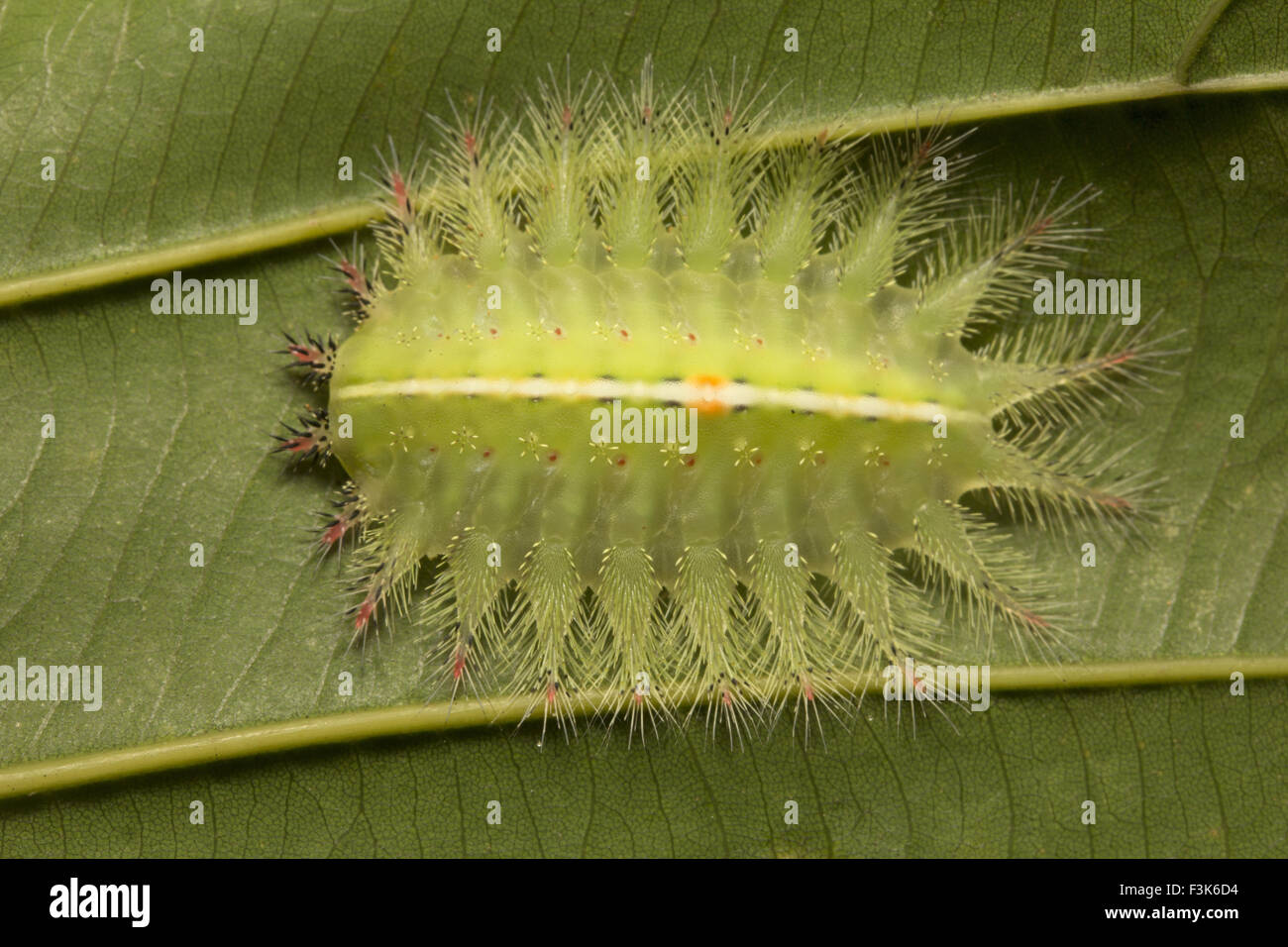 Crowned Slug caterpillar, Isa textula, family Limacodidae., Trishna ...