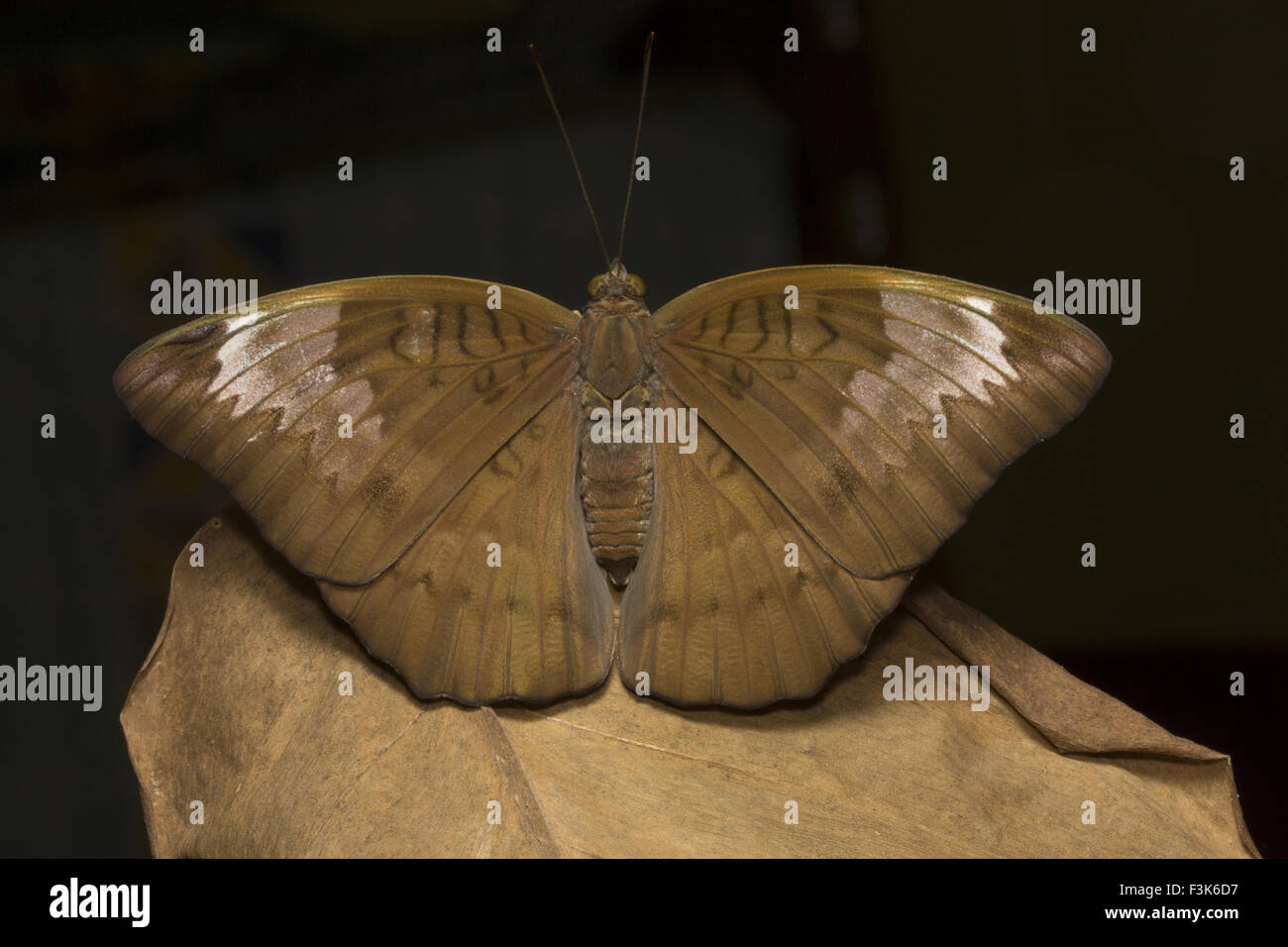 Female powdered baron hi-res stock photography and images - Alamy