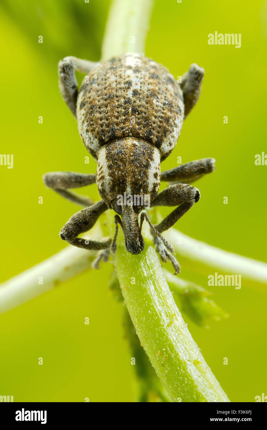 Weevil Beetle Macro photography Stock Photo - Alamy