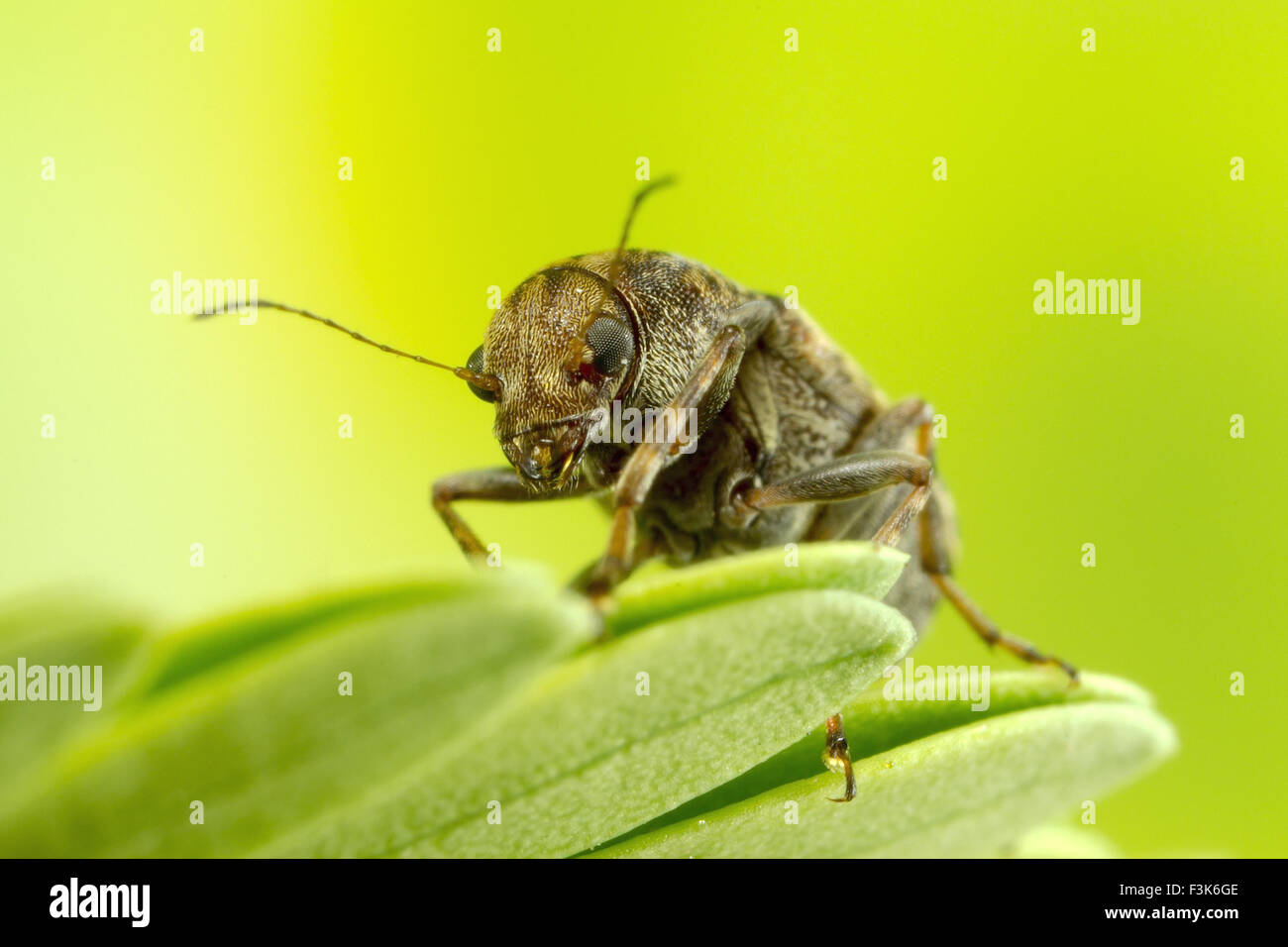 A very small beetle, about 4mm long Stock Photo - Alamy