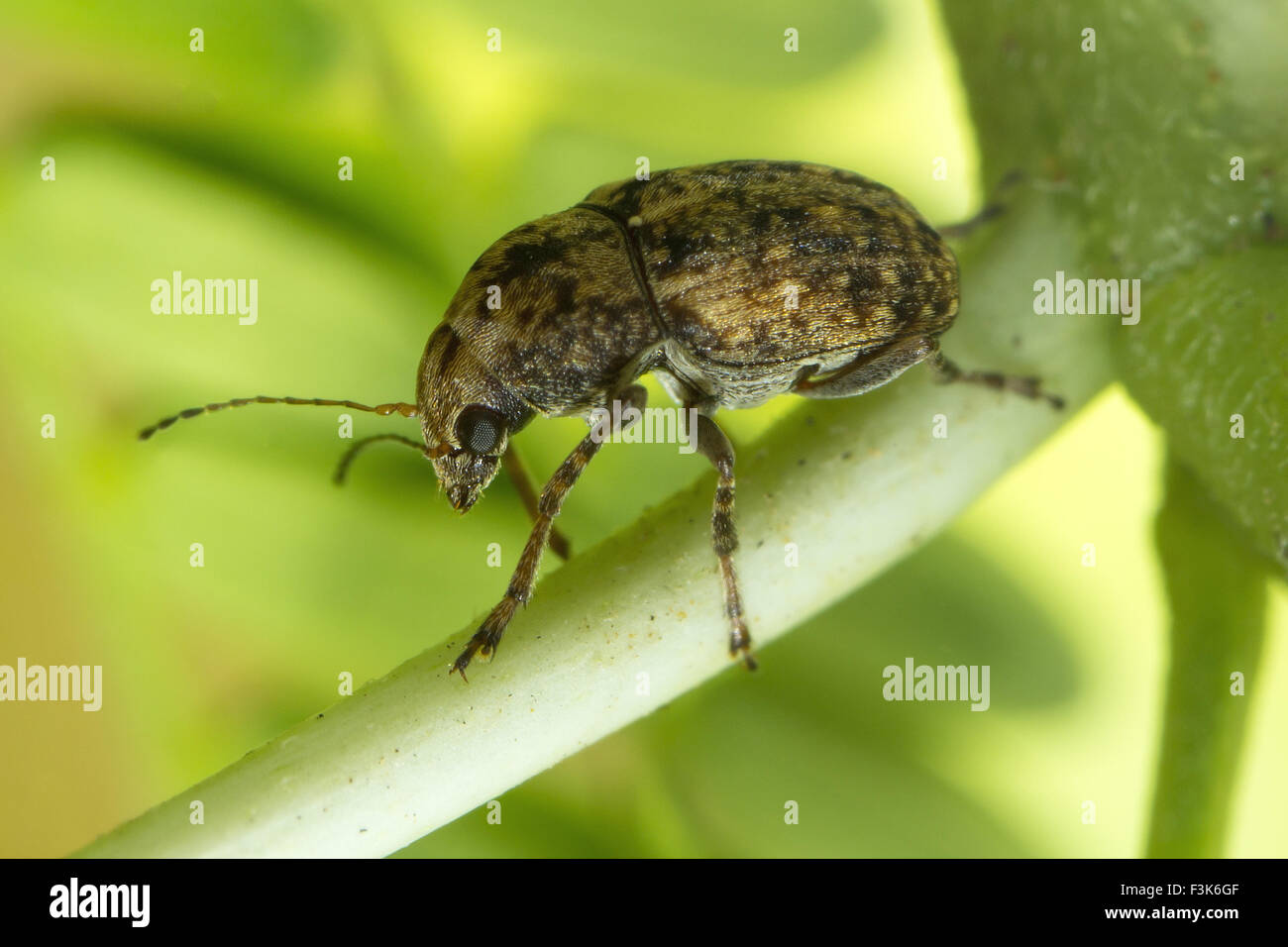 A very small beetle, about 4mm long Stock Photo - Alamy