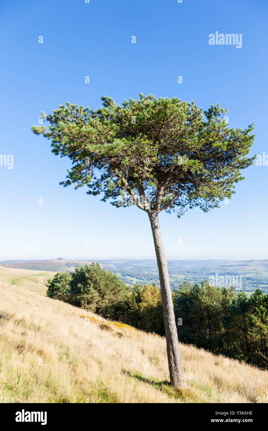 Caledonian pine tree hi-res stock photography and images - Alamy