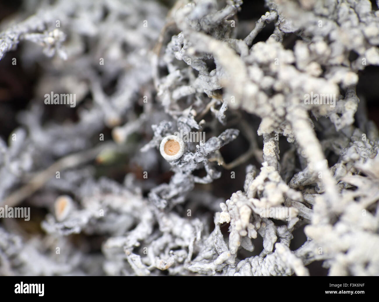 Arctic prairie plants - backgrounds of polar bald mountain macro ...