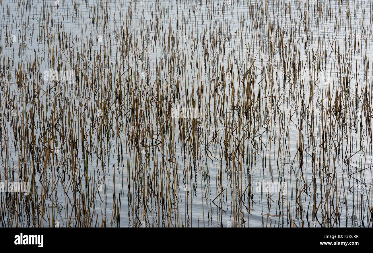 Brown reed in brown water ad a graphic structure on the Isle of Skye in ...