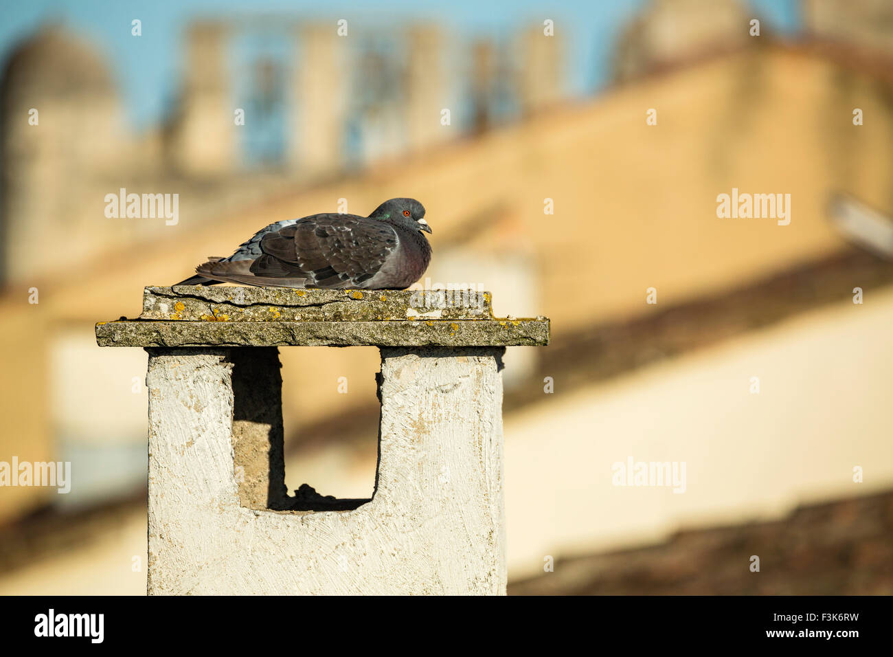 Chilled pigeon hi-res stock photography and images - Alamy