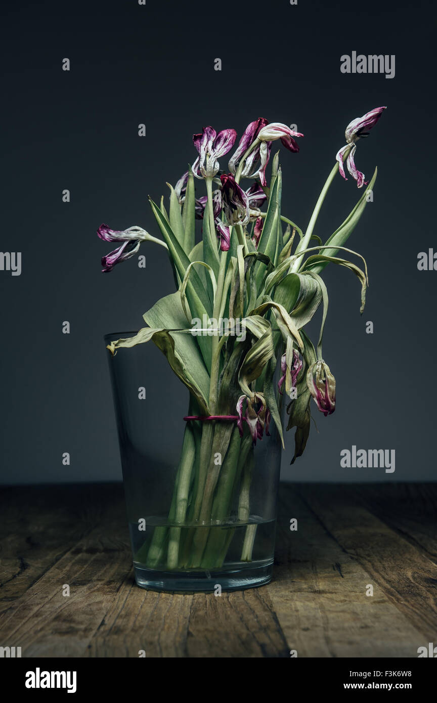 Withered Tulip flowers in a glass vase Stock Photo - Alamy