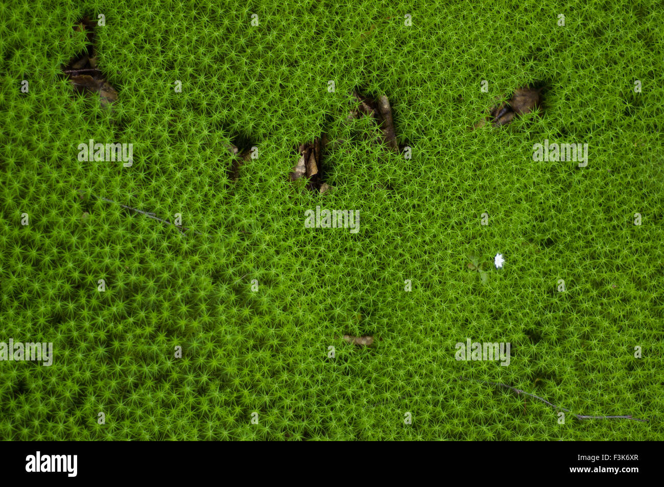 Polytrichum sp hi-res stock photography and images - Alamy