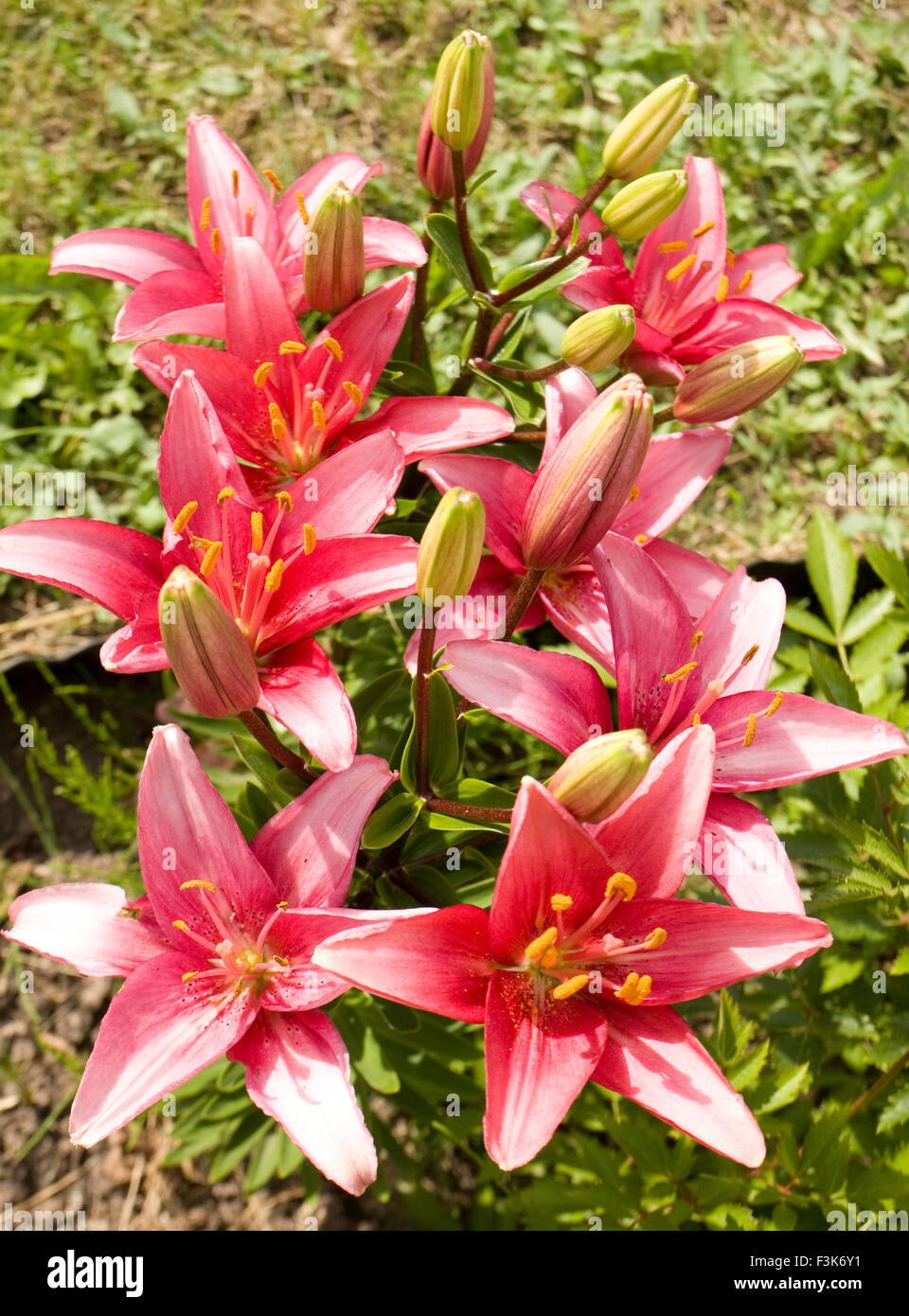 Many lilies of pink colour on branch in garden, vertical Stock Photo ...