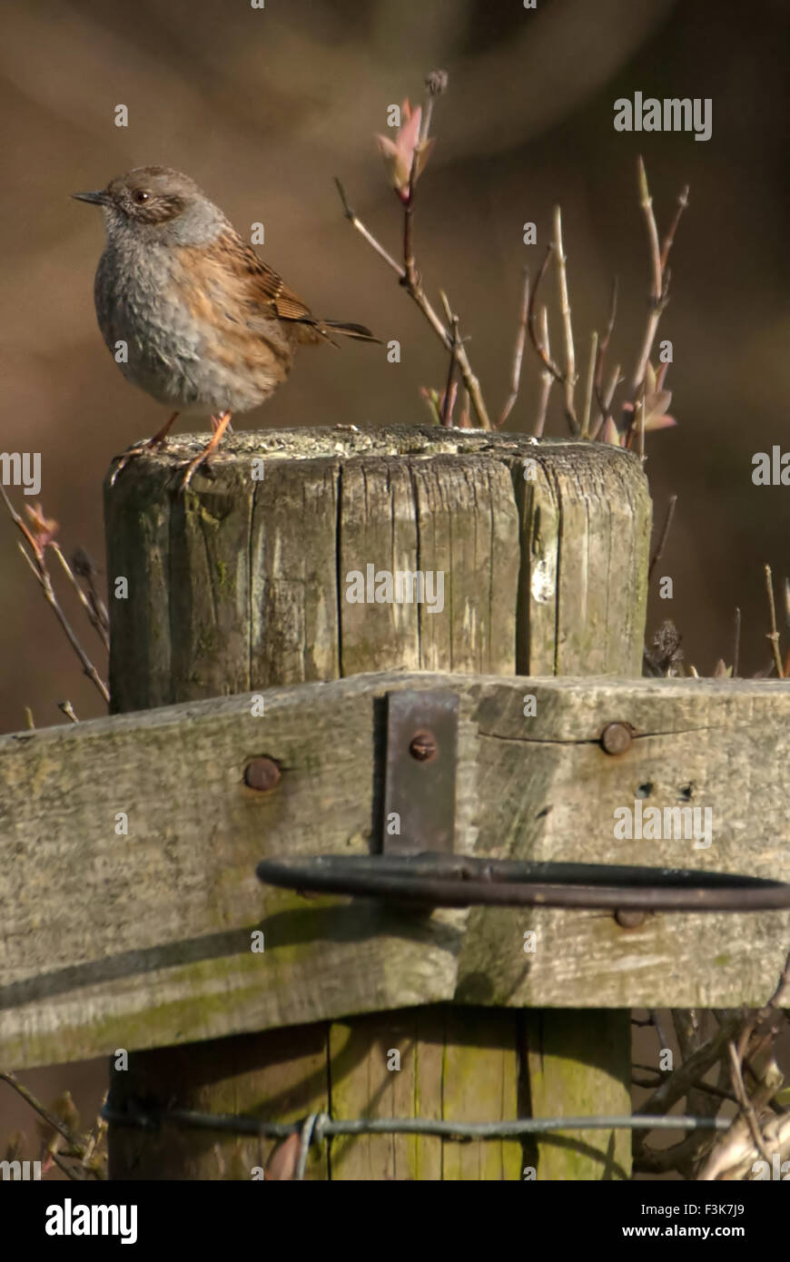 Dunnock / Prunella modularis Stock Photo - Alamy