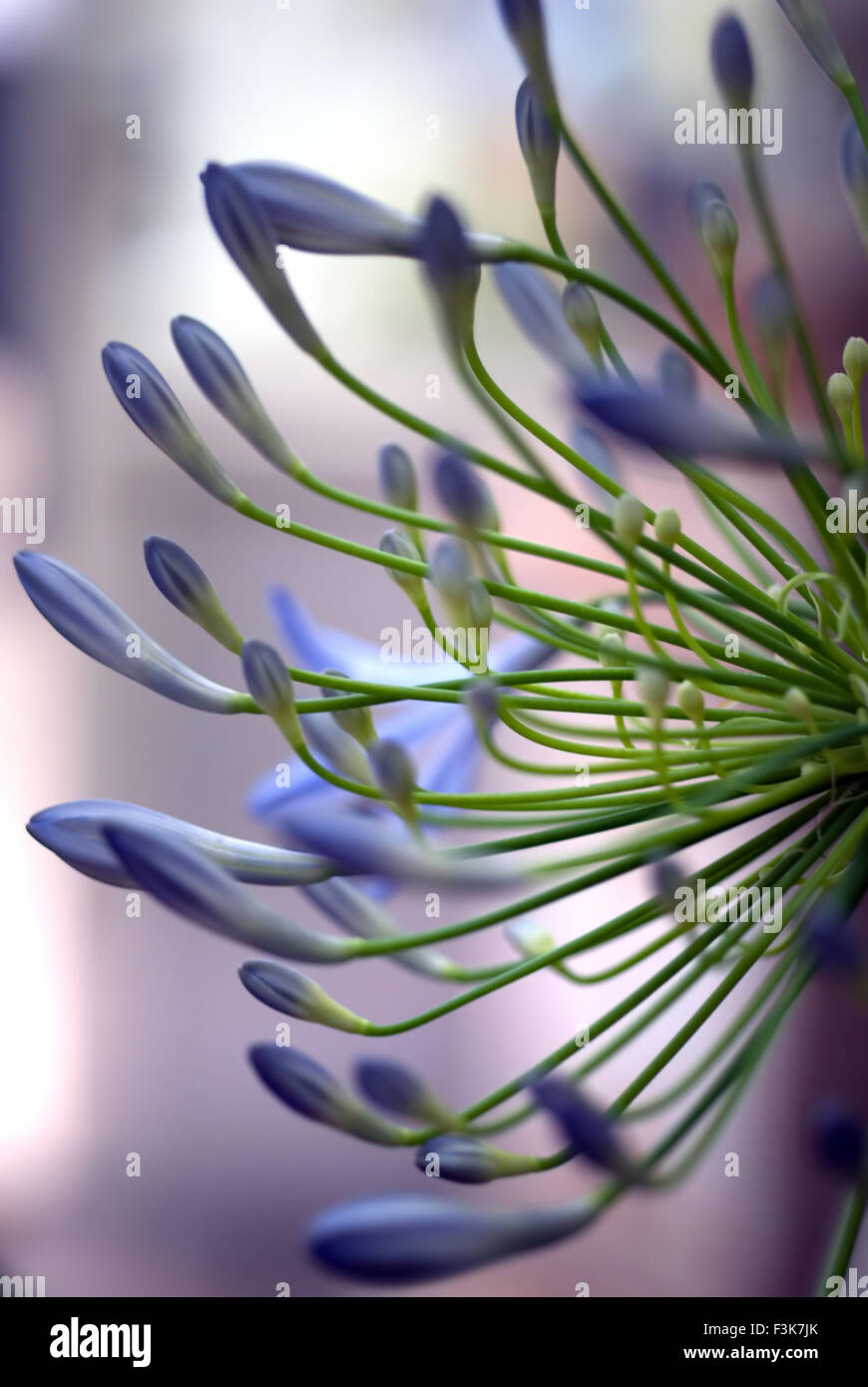 Blue Allium Stock Photo - Alamy