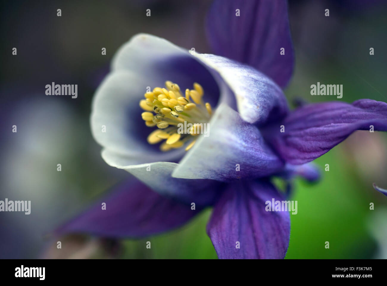 Aquilegia / Columbine flower Stock Photo - Alamy