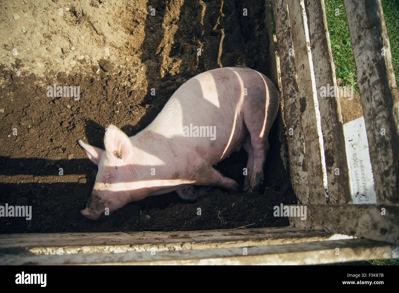 A pig resting in pigpen Stock Photo - Alamy