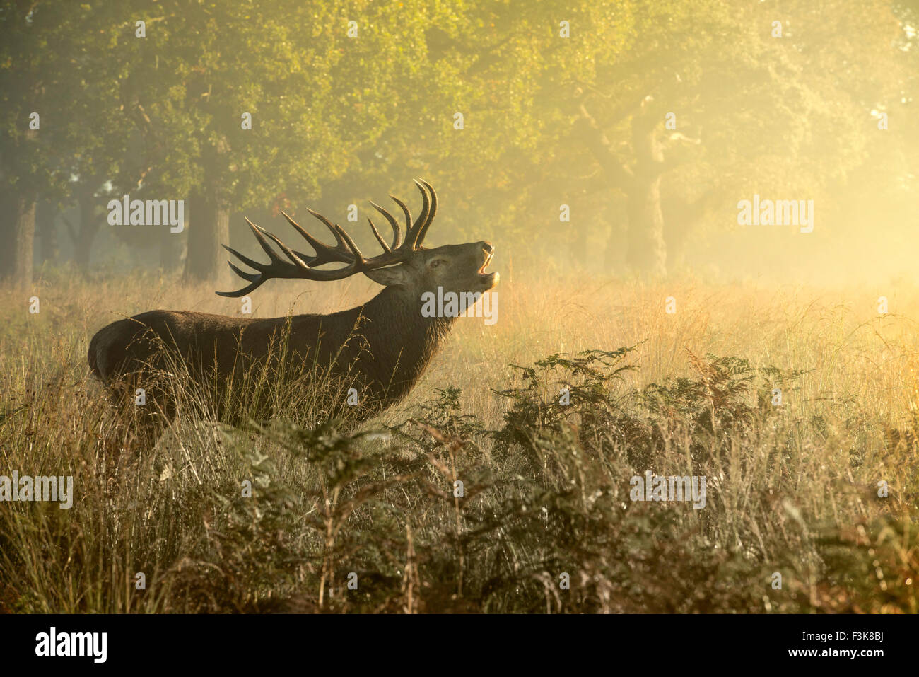 The call of the wild hi-res stock photography and images - Alamy
