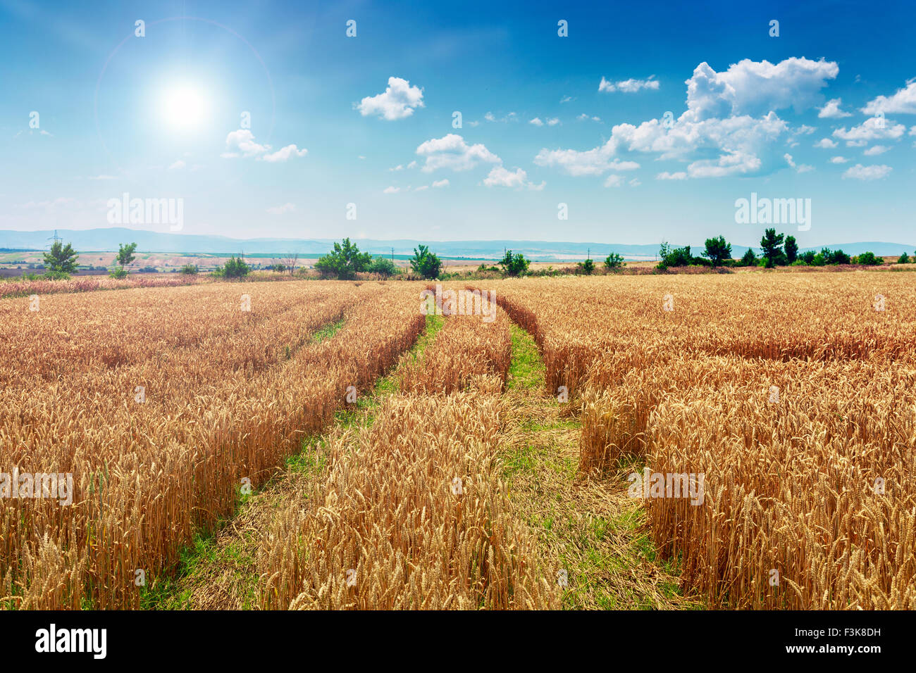 wheat field and blue sky summer landscape and dirty road Stock Photo ...