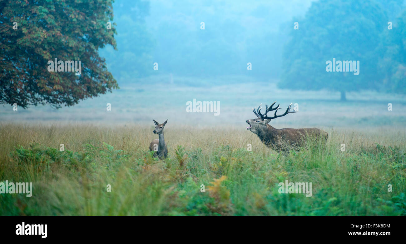 A red deer stag, Cervus elaphus, bellows out as a doe watches during ...