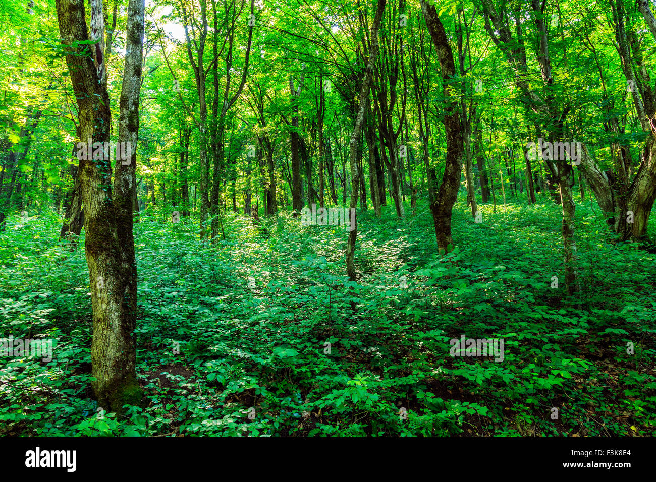Summer forest in beauty sunny hi-res stock photography and images - Alamy