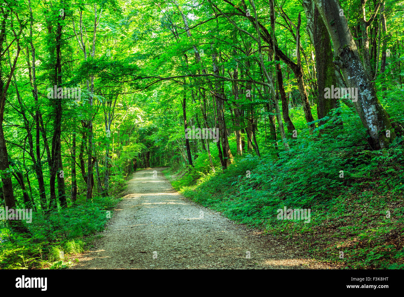 Beautiful morning in green forest hi-res stock photography and images ...