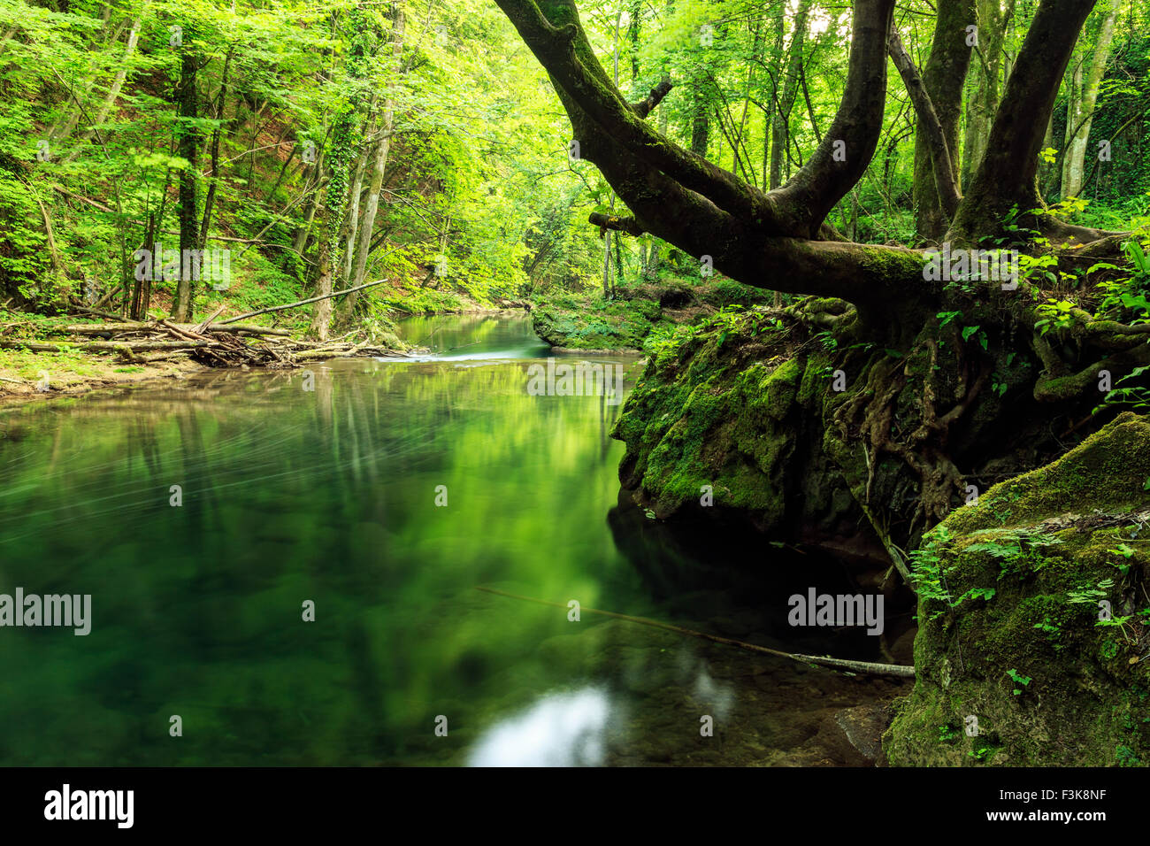 River deep in mountain forest in Cheile Nerei national park -Romania ...