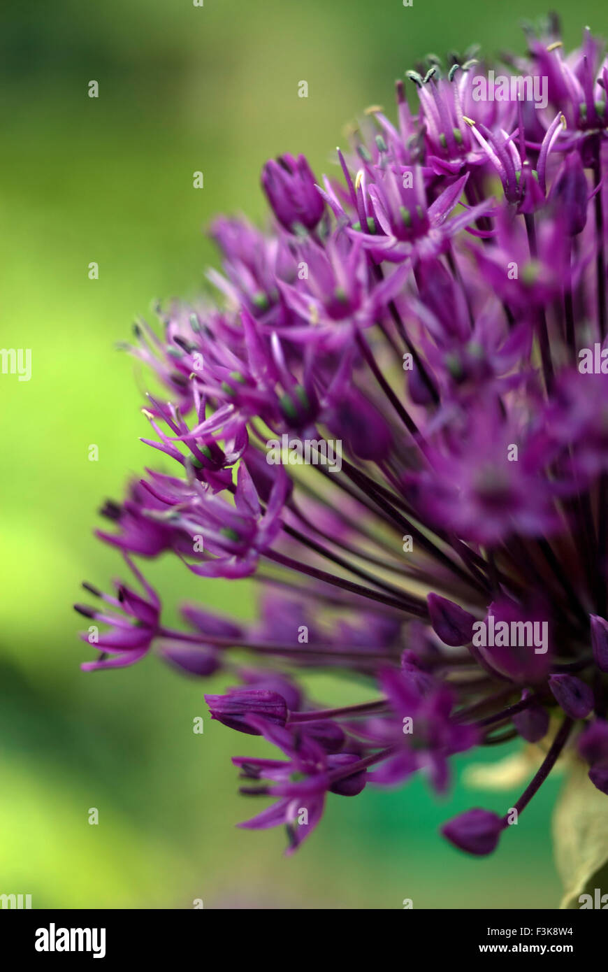 Allium aflatunense flower hi-res stock photography and images - Alamy